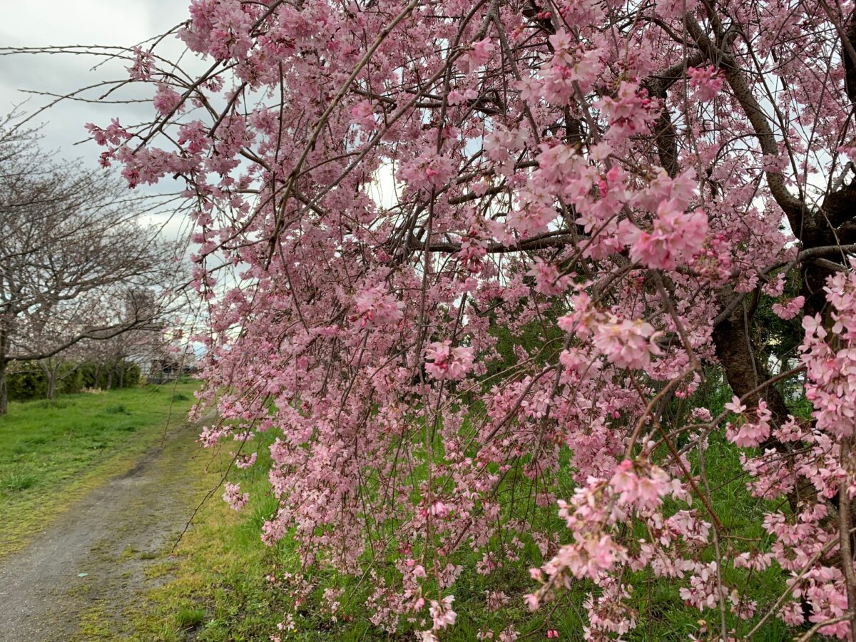 🌸看護師日記 part.26🌸 – くすの木動物病院